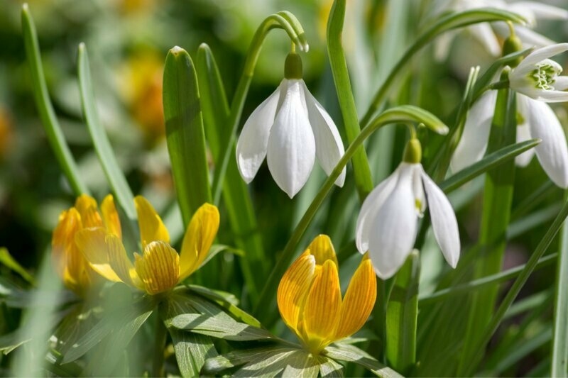 15 gardening tips for January - Triple Tree Nurseryland