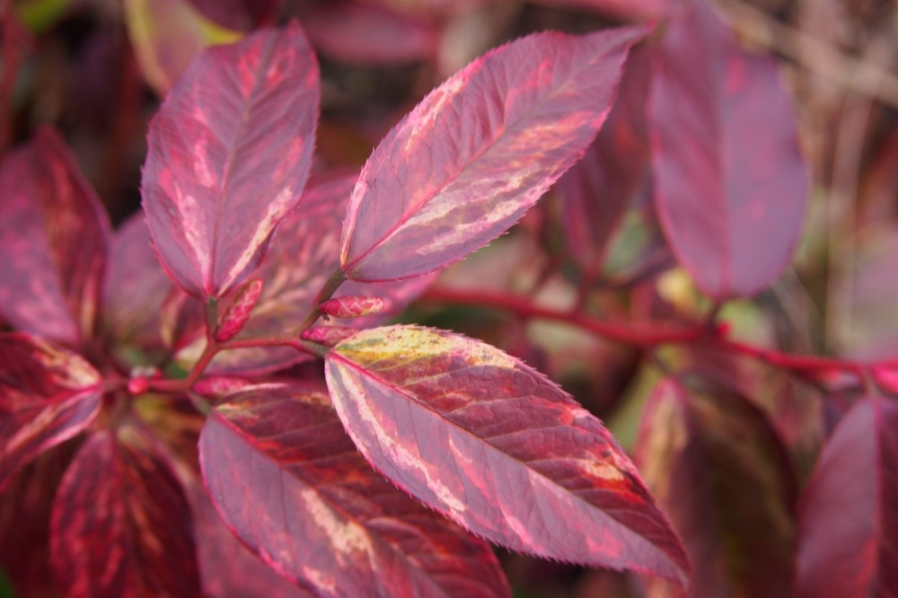 Natural beauty unveiled: exploring the wonders of Leucothoe - Triple ...