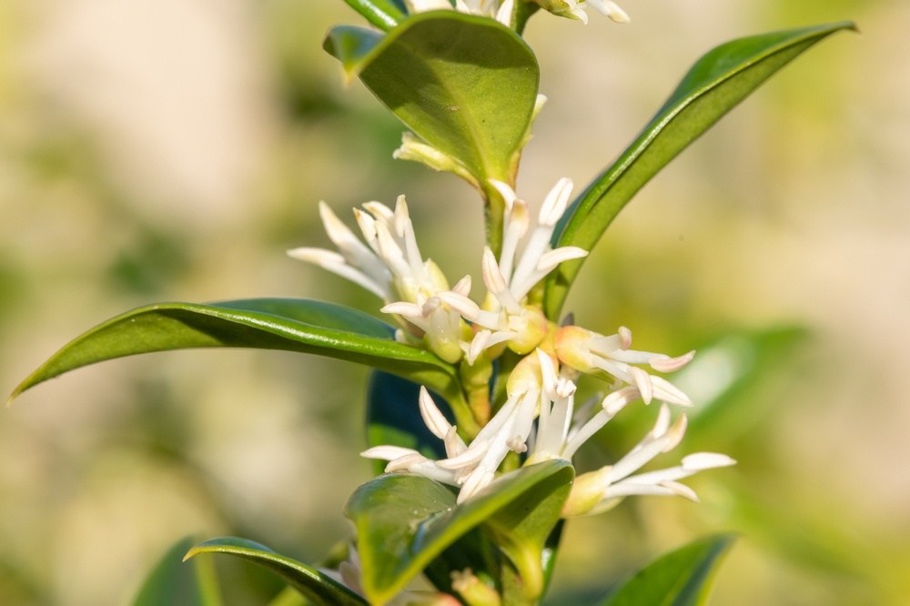 Fragrant Spring Flowering Shrubs Five Scented Plants For March | BBC