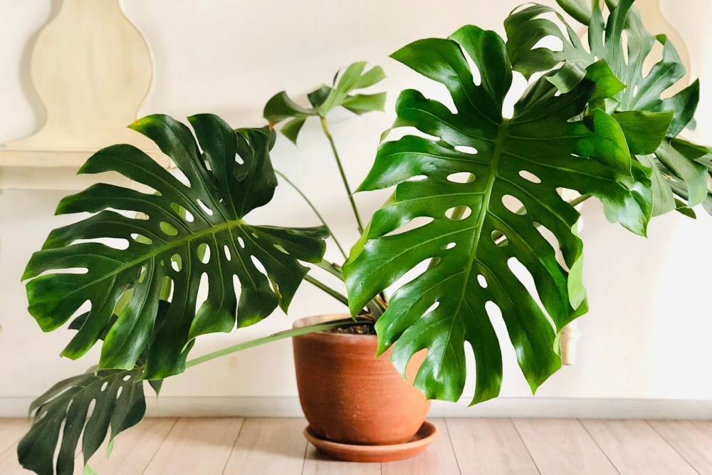 The Best Tips for a Stunning Monstera - Triple Tree Nurseryland