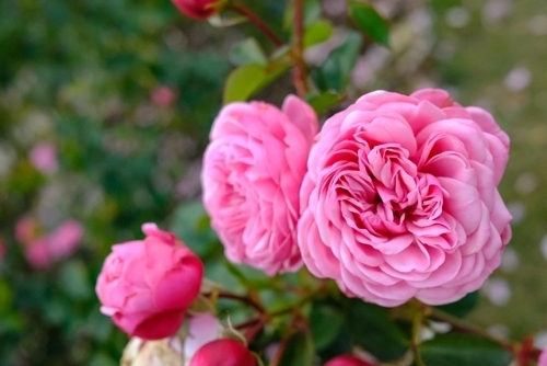 Top 8 Roses for Scent - Triple Tree Nurseryland