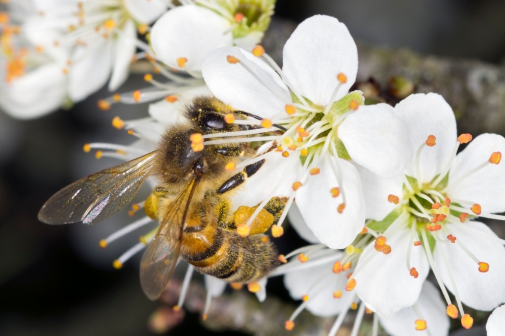 Why pollinators are so important - Triple Tree Nurseryland