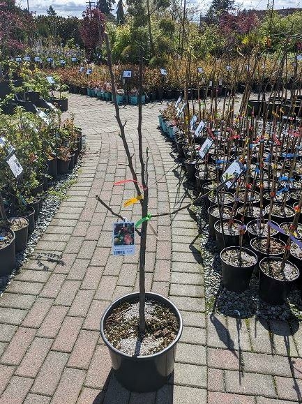 4- Way Combo Apple Tree - Triple Tree Nurseryland