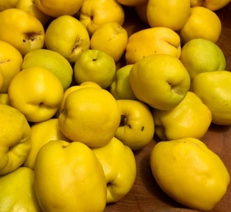 Chinese Edible Quince - Triple Tree Nurseryland