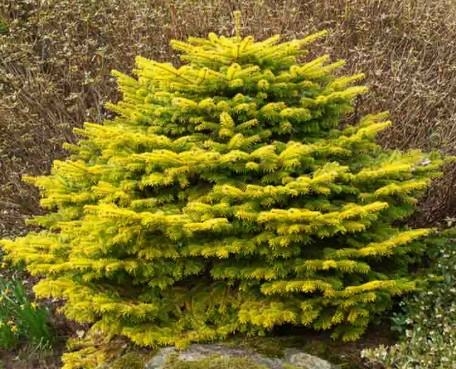 Golden Spreader Nordman Fir (Caucasian fir) - Triple Tree Nurseryland