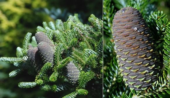 Silberlocke True Fir - Triple Tree Nurseryland