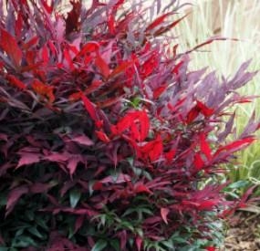 Colorscape Heavenly Bamboo - Triple Tree Nurseryland