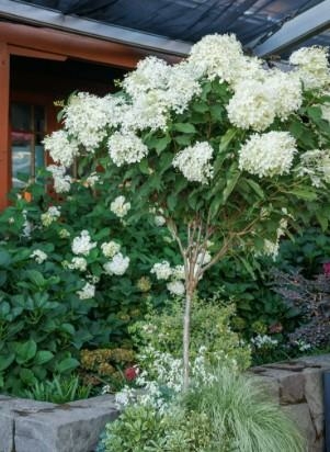 Phantom Hydrangea Tree - Triple Tree Nurseryland