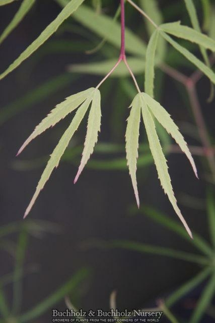 Koto No Ito Japanese Maple Triple Tree Nurseryland