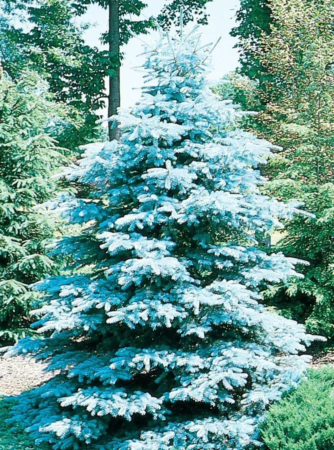 Hoopsi Blue Spruce - Triple Tree Nurseryland