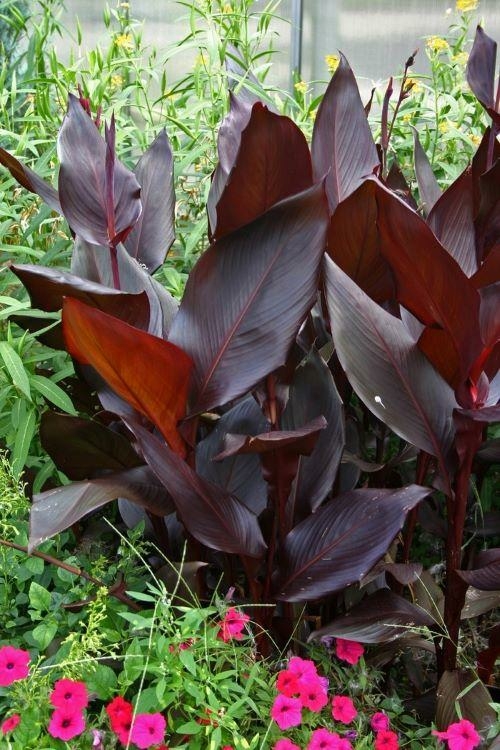 Australian Canna Lily - Triple Tree Nurseryland