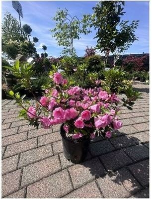 Rosebud Azalea - Triple Tree Nurseryland