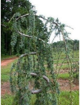 Serpentine Weeping Atlantic Cedar - Triple Tree Nurseryland
