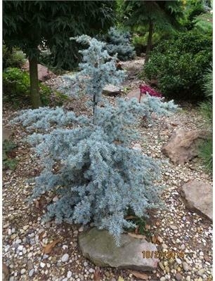 Sapphire Nymph Dwarf Atlantic Cedar - Triple Tree Nurseryland