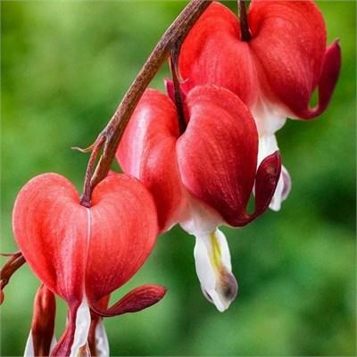 Bleeding Heart - Triple Tree Nurseryland