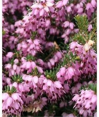 Springwood Pink Heather - Triple Tree Nurseryland