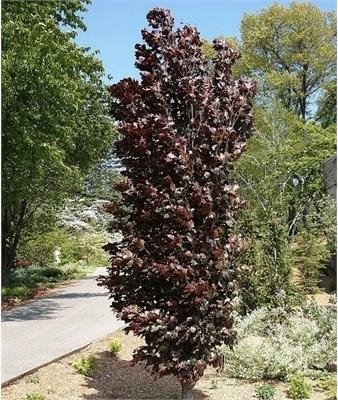 Red Obelisk European Beech - Triple Tree Nurseryland
