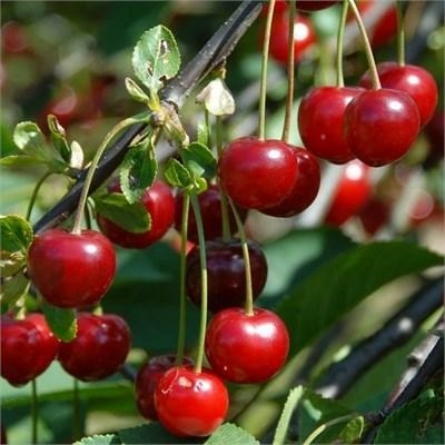 Morello Cherry Tree - Triple Tree Nurseryland