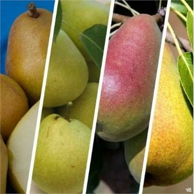 European Pear Tree Combo - Triple Tree Nurseryland
