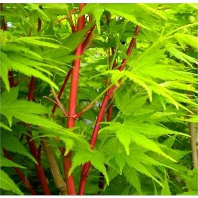 Coral Bark (Sango Kaku) Japanese Maple - Triple Tree Nurseryland