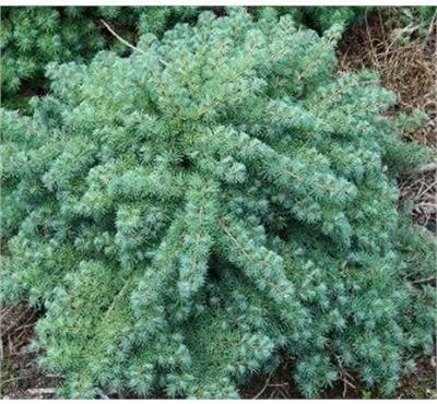 Blue Dwarf Japanese Larch Tree - Triple Tree Nurseryland