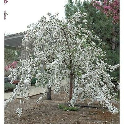 Red Jade Weeping Flowering Crabapple - Triple Tree Nurseryland