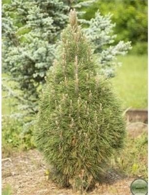 Slender Austrian Pine - Triple Tree Nurseryland