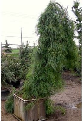 Angel Falls White Pine - Triple Tree Nurseryland