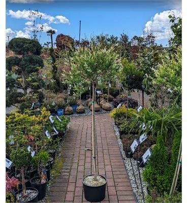 Japanese Dappled Willow (Tree Form) - Triple Tree Nurseryland