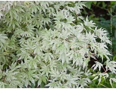 Floating Clouds (Ukigumo) Japanese Maple - Triple Tree Nurseryland
