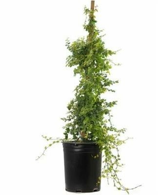 Creeping Fig Staked - Triple Tree Nurseryland