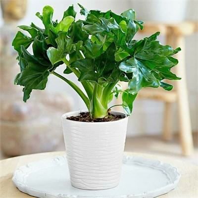 Philodendron Super Atom - Triple Tree Nurseryland