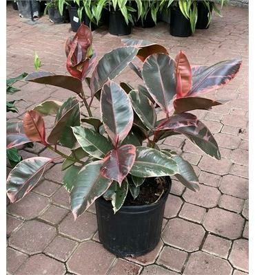 Rubber Plant Ruby - Triple Tree Nurseryland
